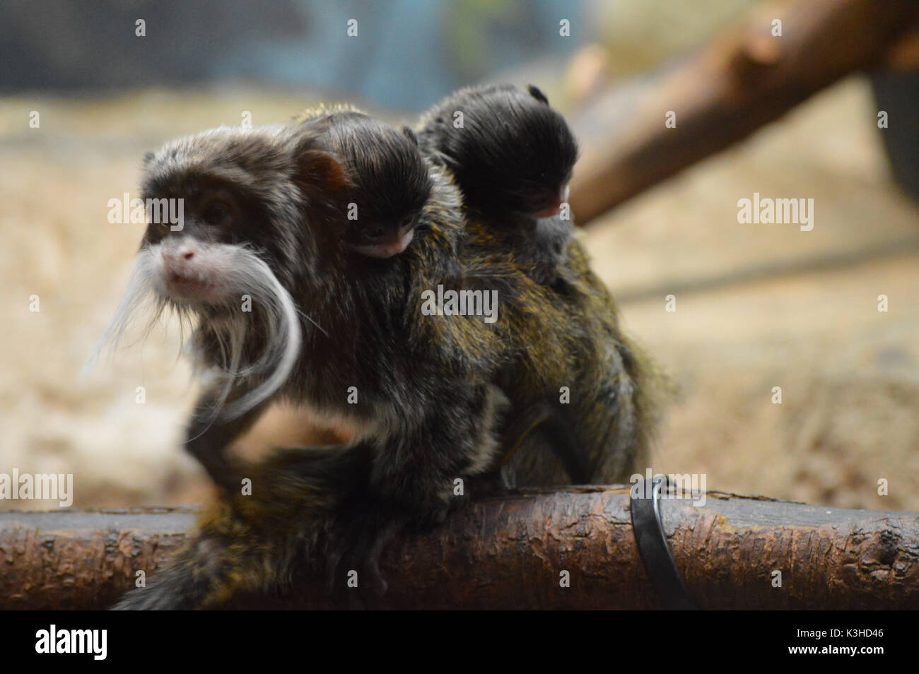 Emperor tamarin parent hi-res stock photography and images - Alamy