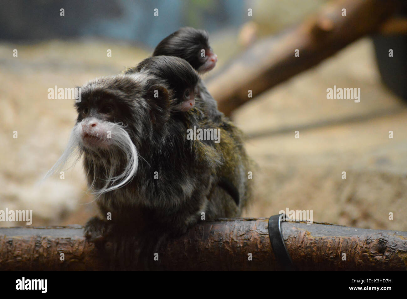 Emperor Tamarin with baby Stock Photo - Alamy