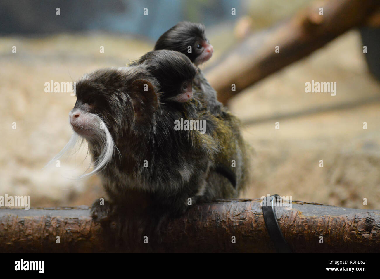 Emperor Tamarin with baby Stock Photo - Alamy