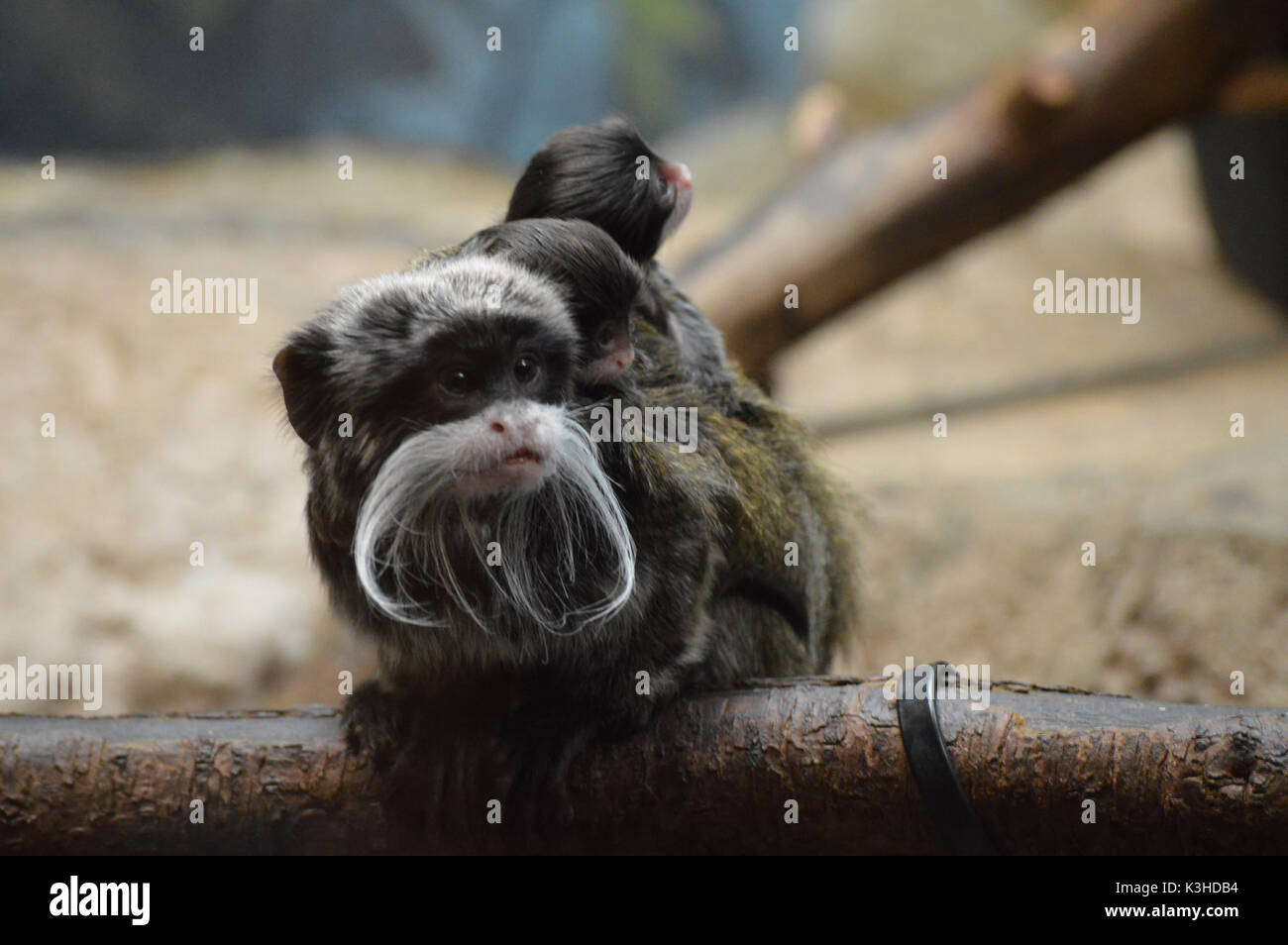 Emperor Tamarin with baby Stock Photo - Alamy