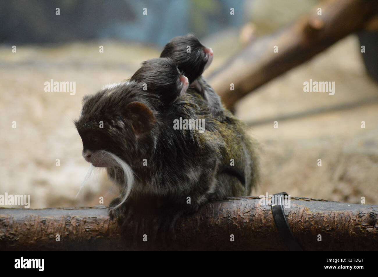 Emperor Tamarin with baby Stock Photo - Alamy