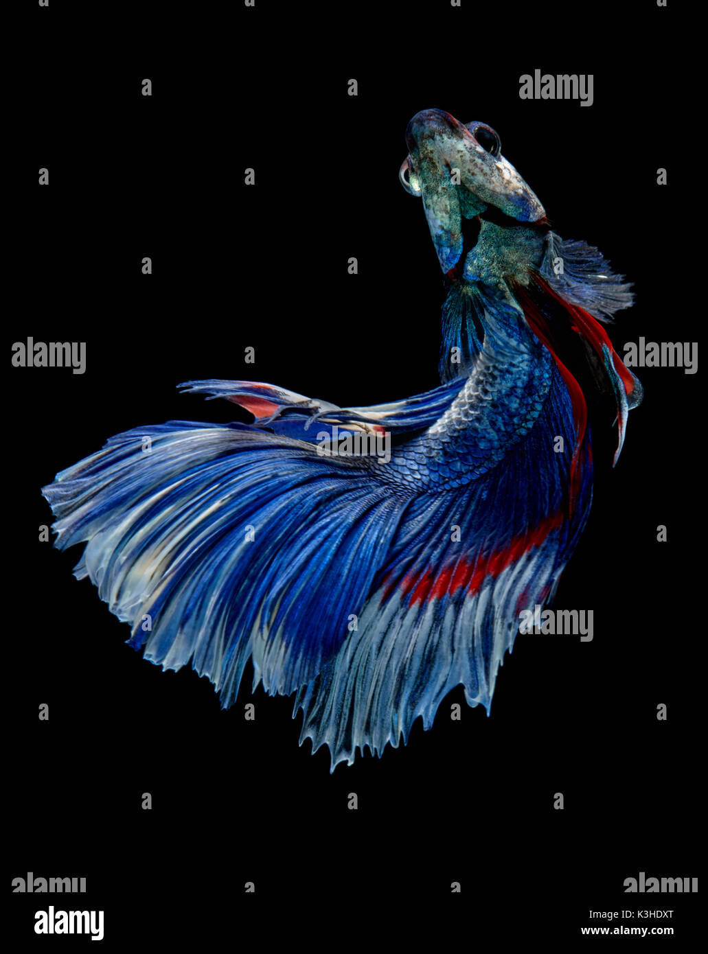 Betta fish, siamese fighting fish "half moon" isolated on black ...
