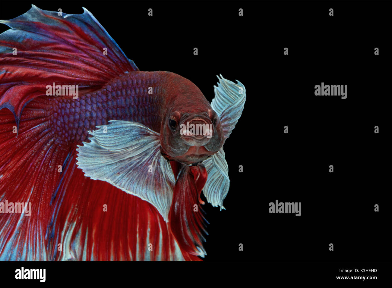 Betta fish, siamese fighting fish "Big ear half moon" isolated on black ...