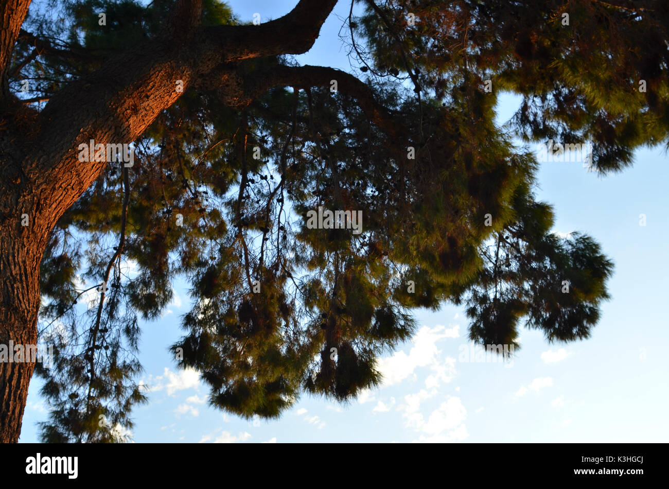 golden morning light pine tree trunk Stock Photo - Alamy
