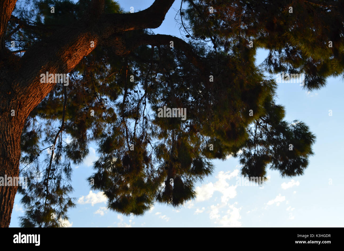 Light and sky and pine tree hi-res stock photography and images - Alamy