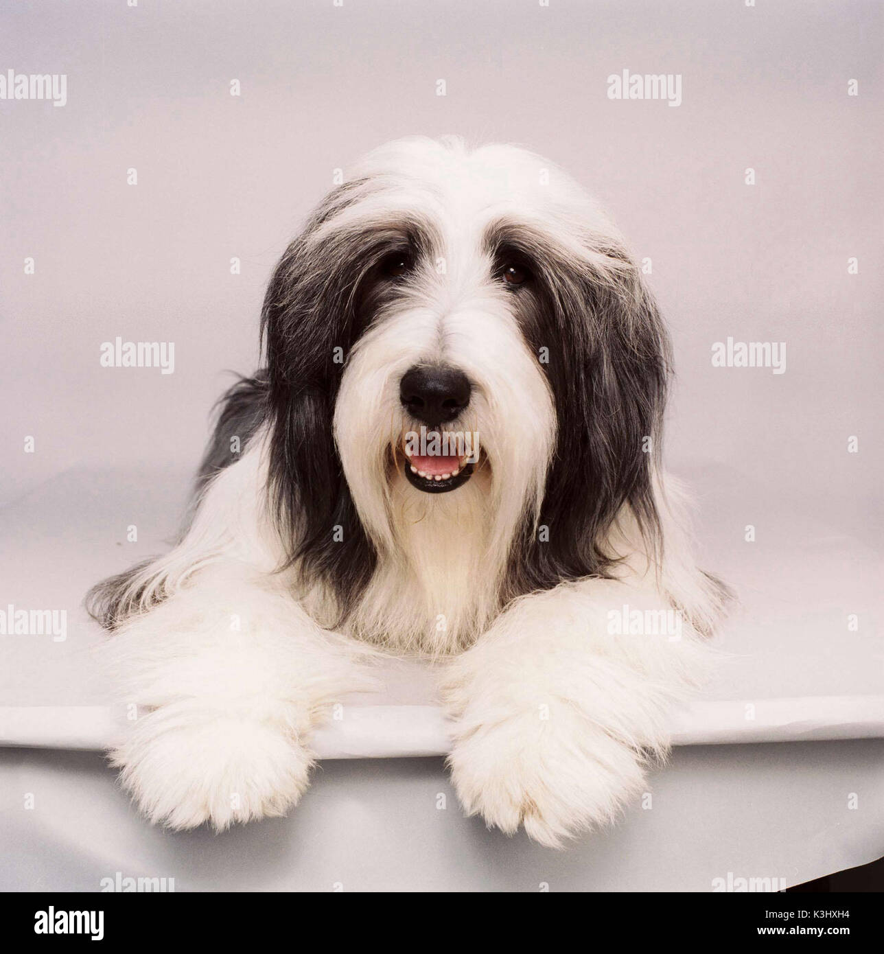 (Pictured) Cole Photo: Joseph Lederer THE SHAGGY DOG COLE as The Shaggy ...