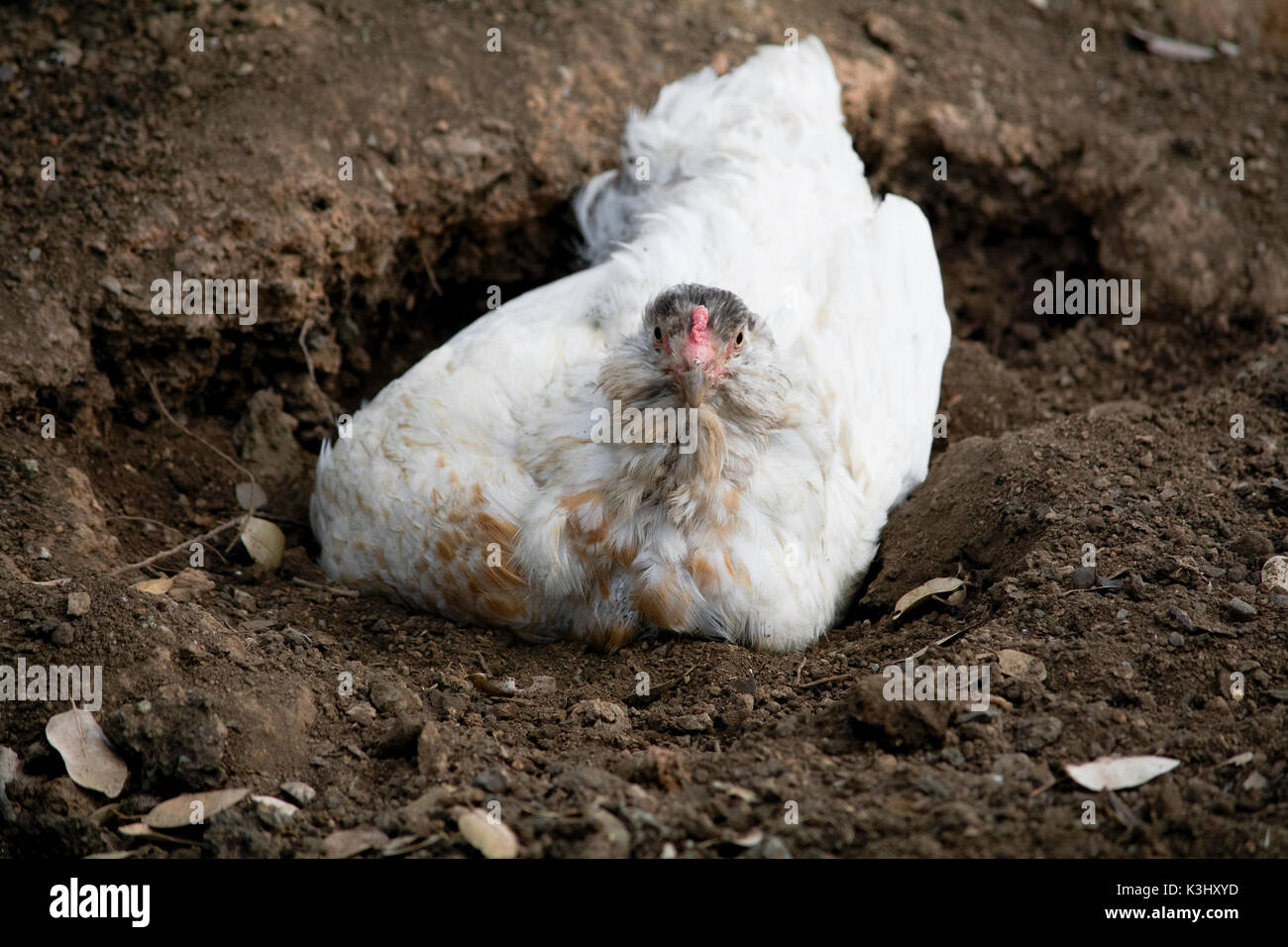 Free range white chicken laying in a hole on the ground and looking at ...