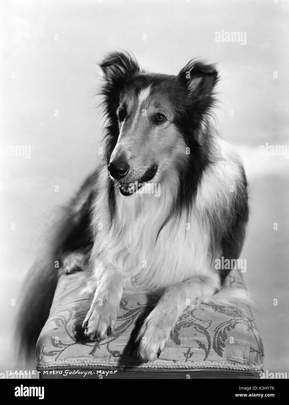 Lassie film hi-res stock photography and images - Alamy