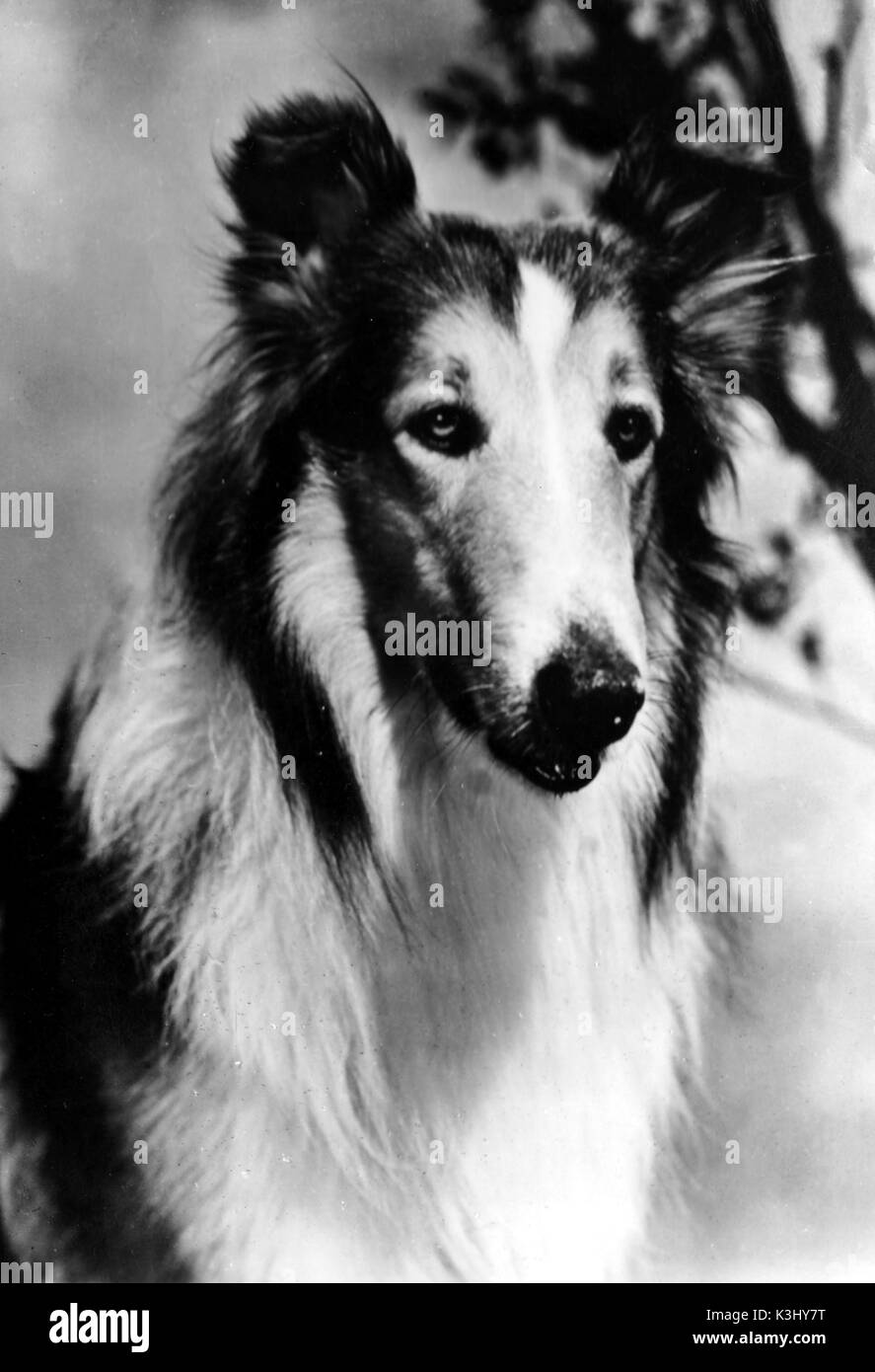 Lassie Black and White Stock Photos & Images - Alamy