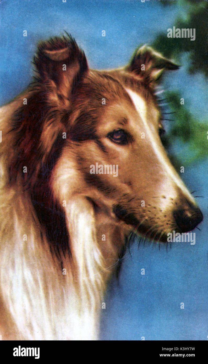Lassie film hi-res stock photography and images - Alamy