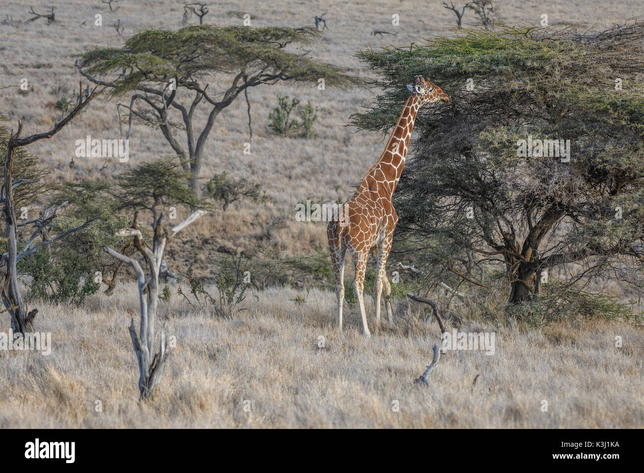 Giraffe grazing on an acacia tree hi-res stock photography and images ...