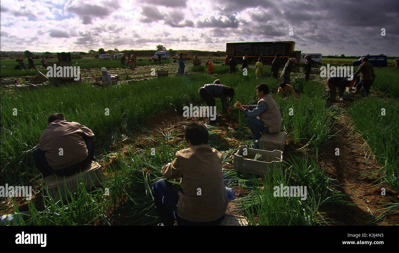 Chinese working in a spring onion farm, in Nick Broomfield's 'Ghosts ...