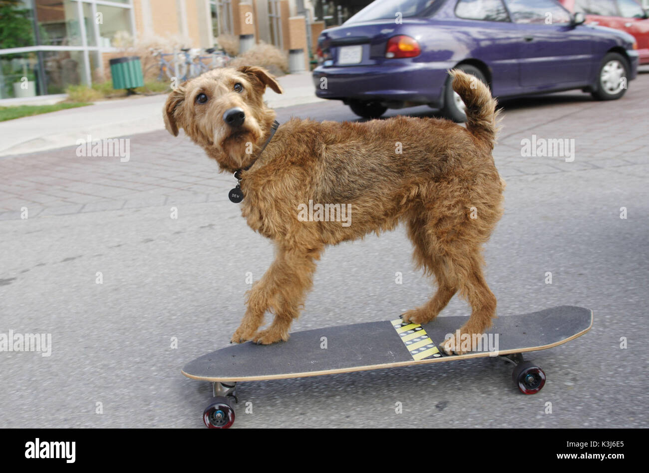 Rex's many talents include kickflips, heelflips and other skateboarding ...