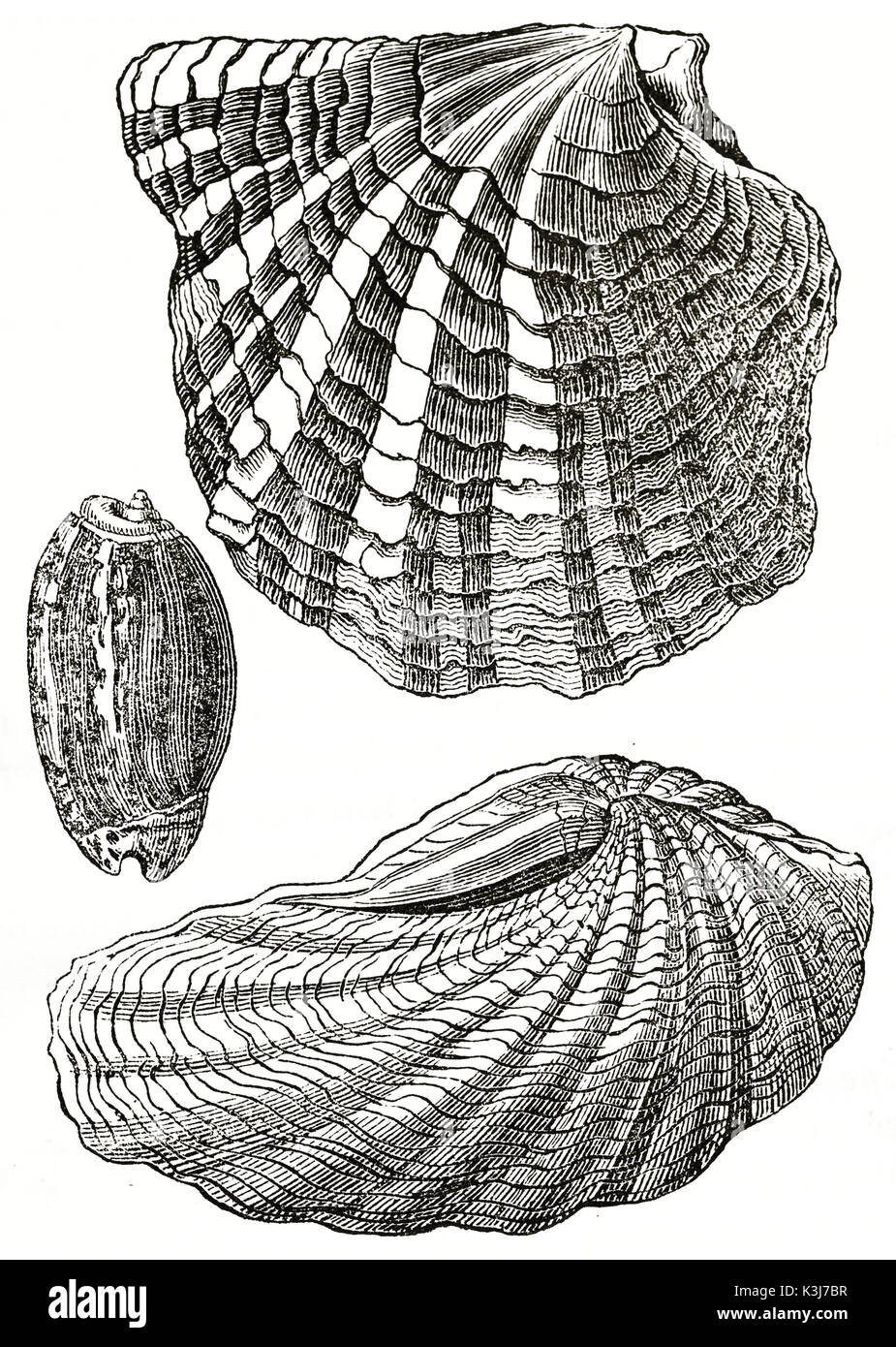 Seashell illustration antique hi-res stock photography and images - Alamy