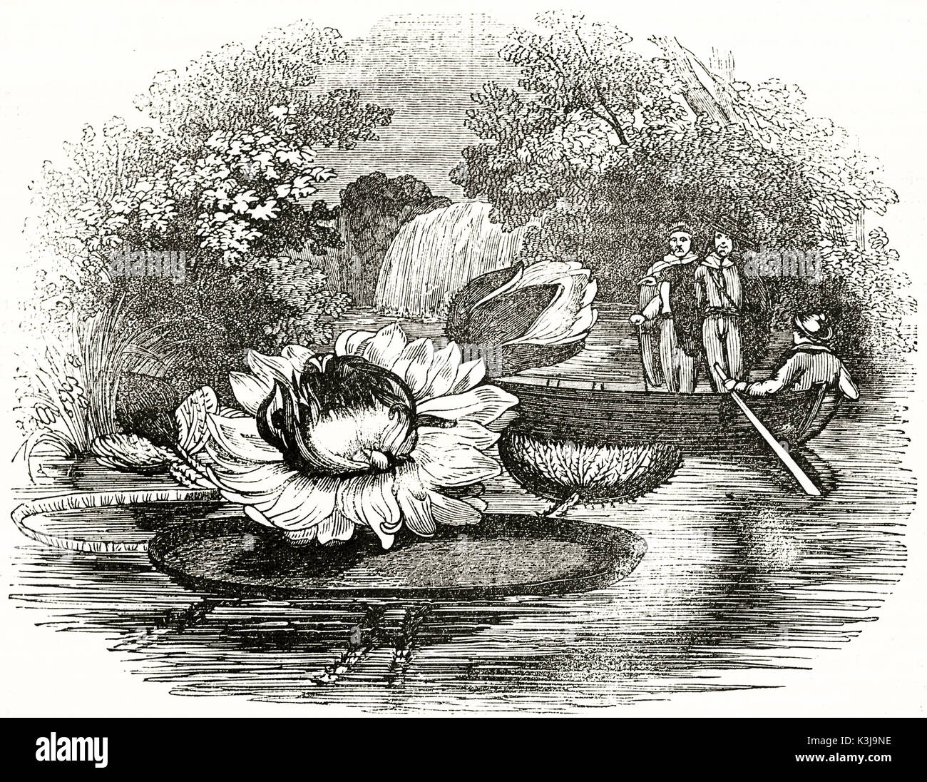 Old illustration of Victoria amazonica flowering. By unidentified ...