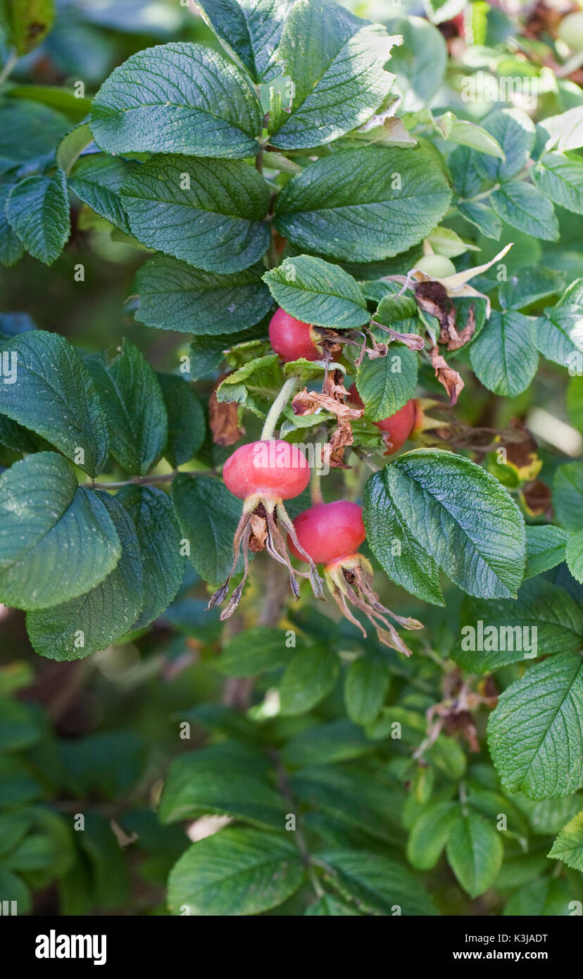 Rosa rugosa hips in Summer Stock Photo - Alamy