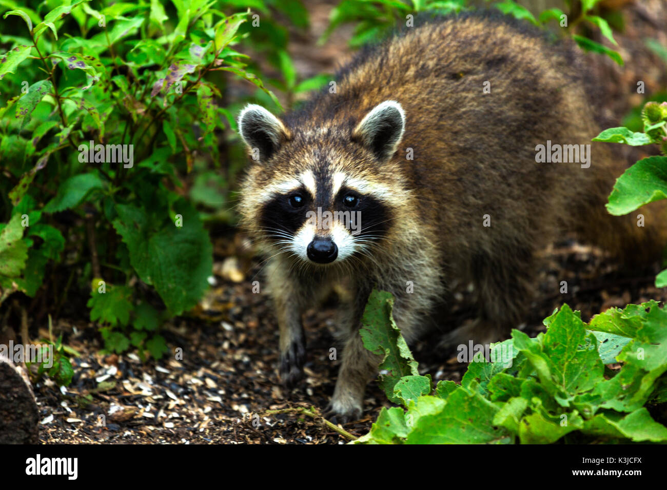 Raccoon in Garden Stock Photo - Alamy