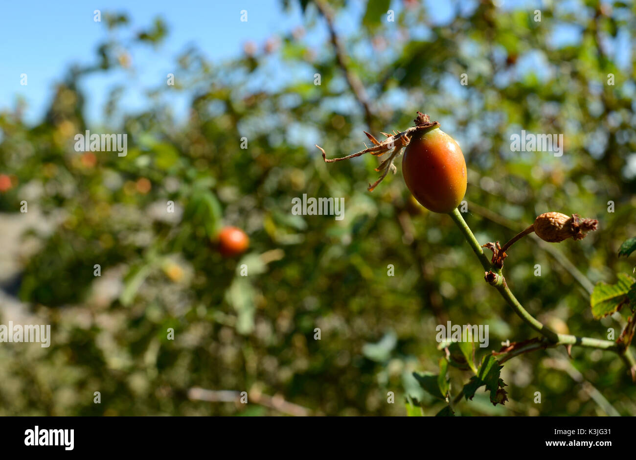 Rosehip health fruit seed hi-res stock photography and images - Alamy