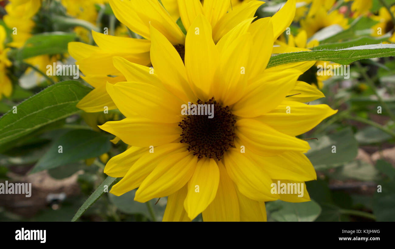 Sunflowers in September Stock Photo - Alamy