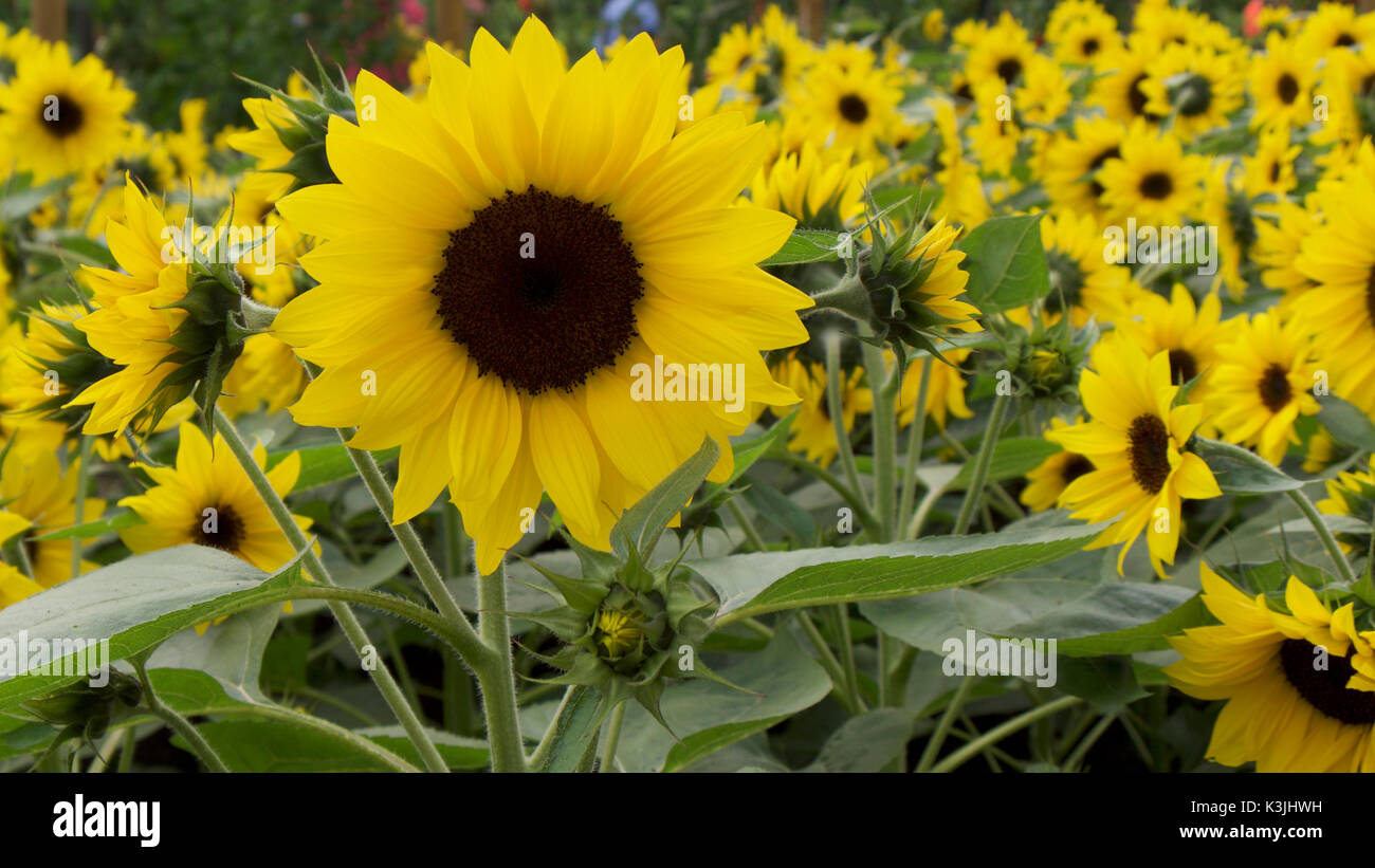 Beautiful sunflowers annual flowers hi-res stock photography and images ...