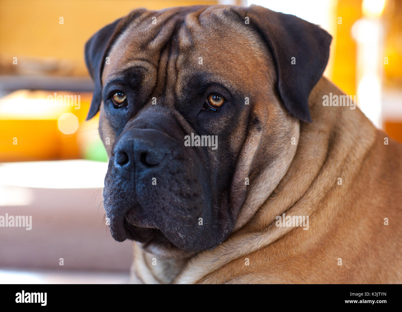 Eyes amber-colored. Closeup portrait of rare breed of dog South African ...