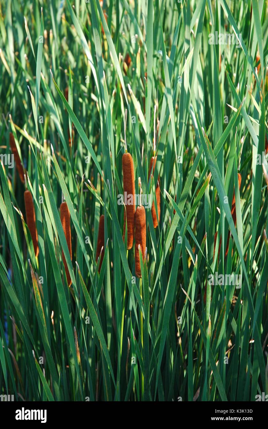 Bullrushes in background hi-res stock photography and images - Alamy