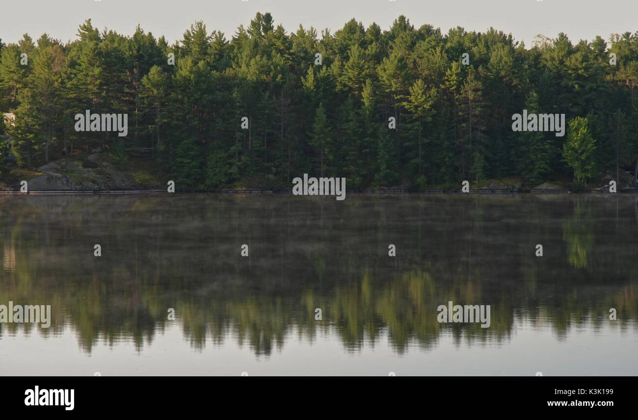 Sunrise shining on the conifer trees beside the misty lake in summer ...