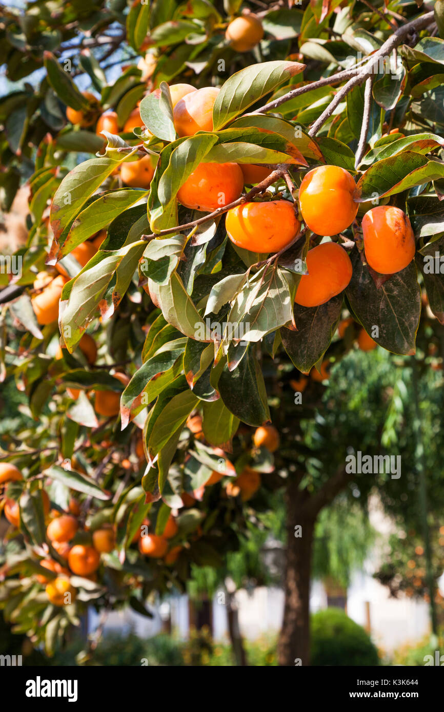 Courtyard orange trees hi-res stock photography and images - Alamy