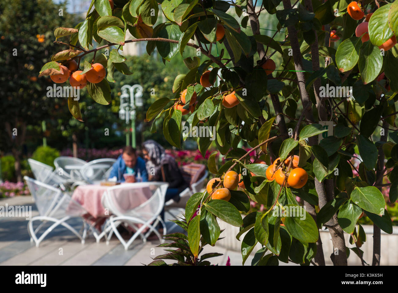 Courtyard of orange trees hi-res stock photography and images - Alamy
