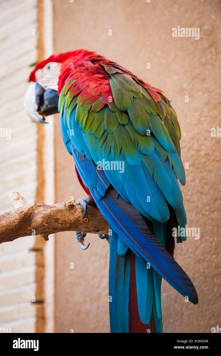 Iran, Central Iran, Yazd, colorful parrot Stock Photo - Alamy