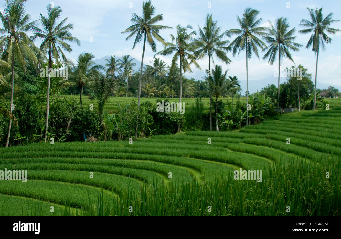 Rice fields in Bali Indonesia Stock Photo - Alamy