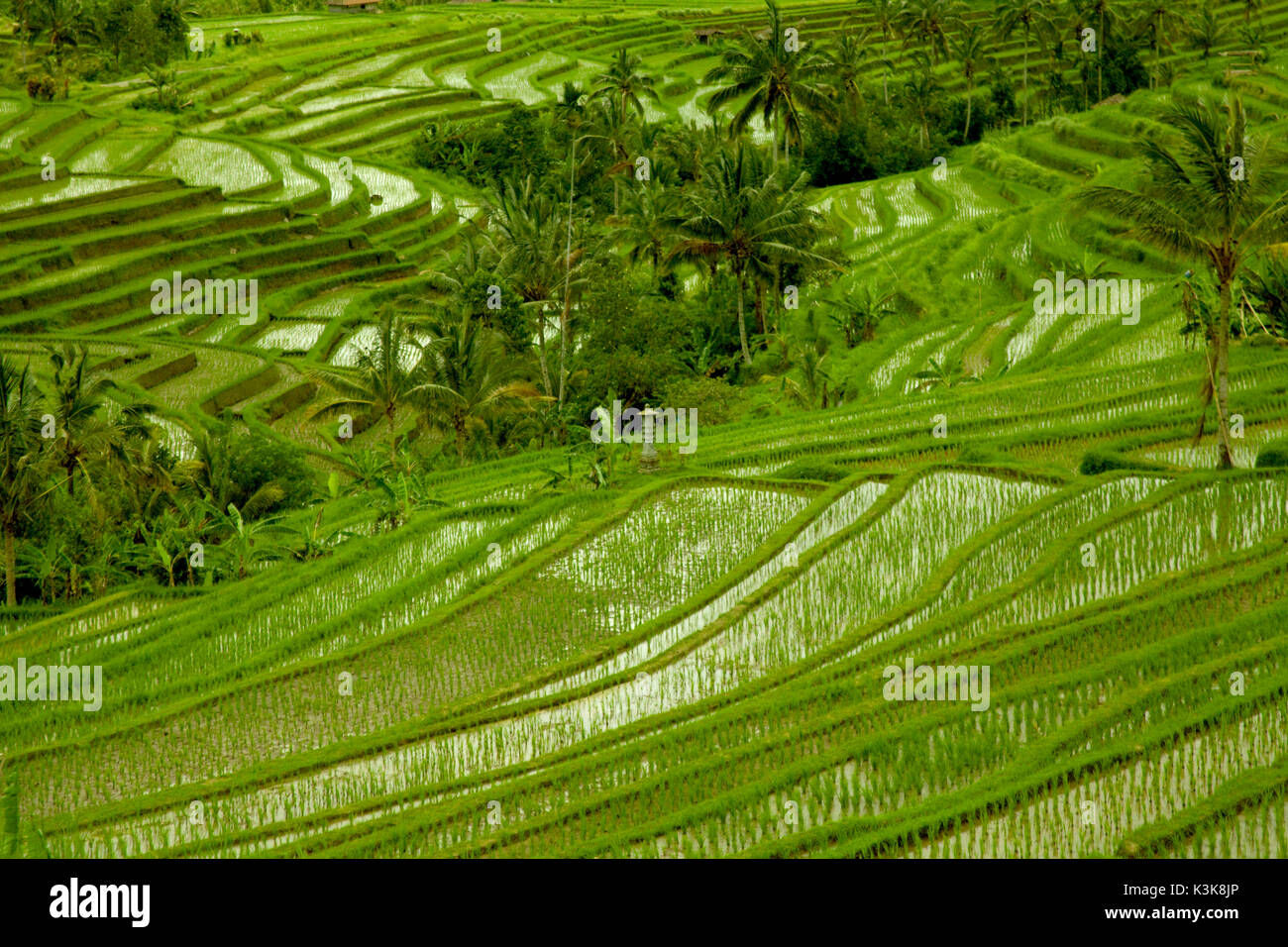 Rice fields in Bali Indonesia Stock Photo - Alamy
