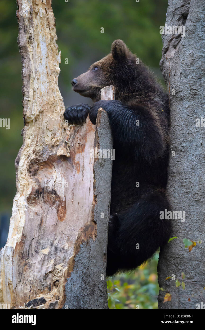 Brown Bear, Ursus arctos, Cub, Bavaria, Germany Stock Photo - Alamy