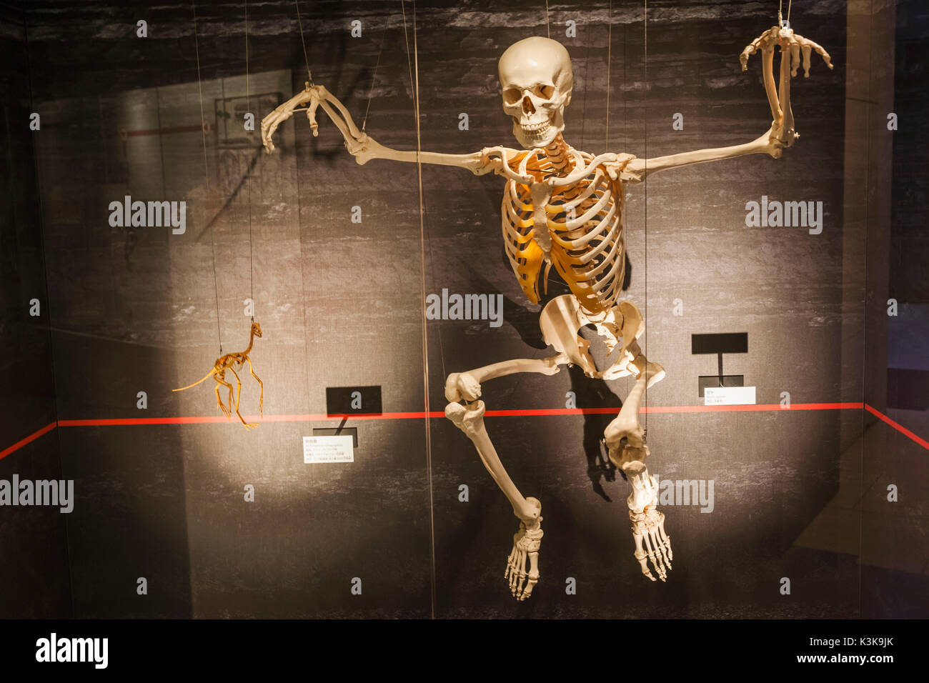 Japan, Hoshu, Tokyo, Ueno Park, National Museum of Nature and Science ...