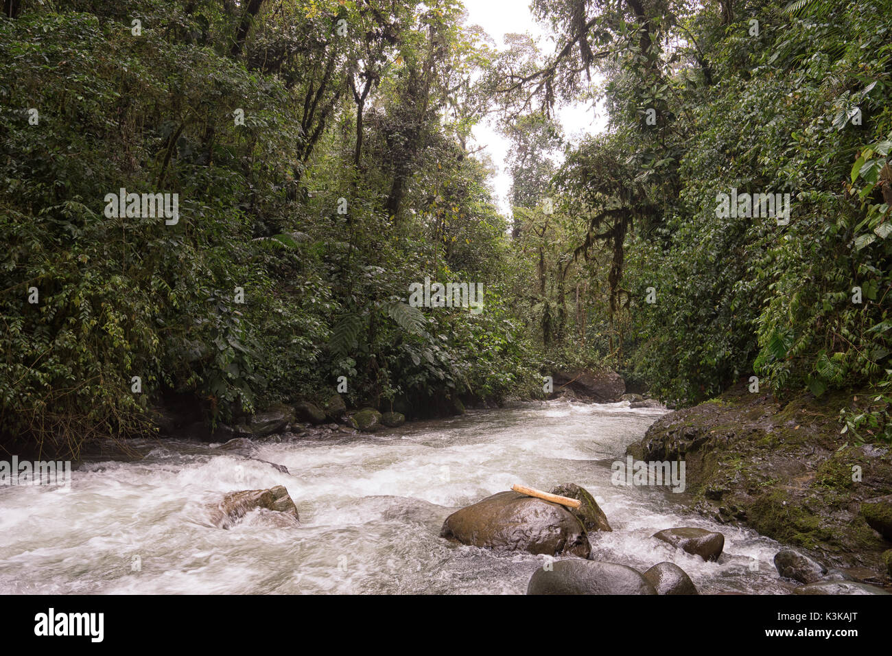 river through rain forest in Mindo Ecuador Stock Photo - Alamy