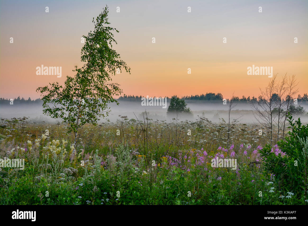 Summer dawn in the countryside Stock Photo - Alamy