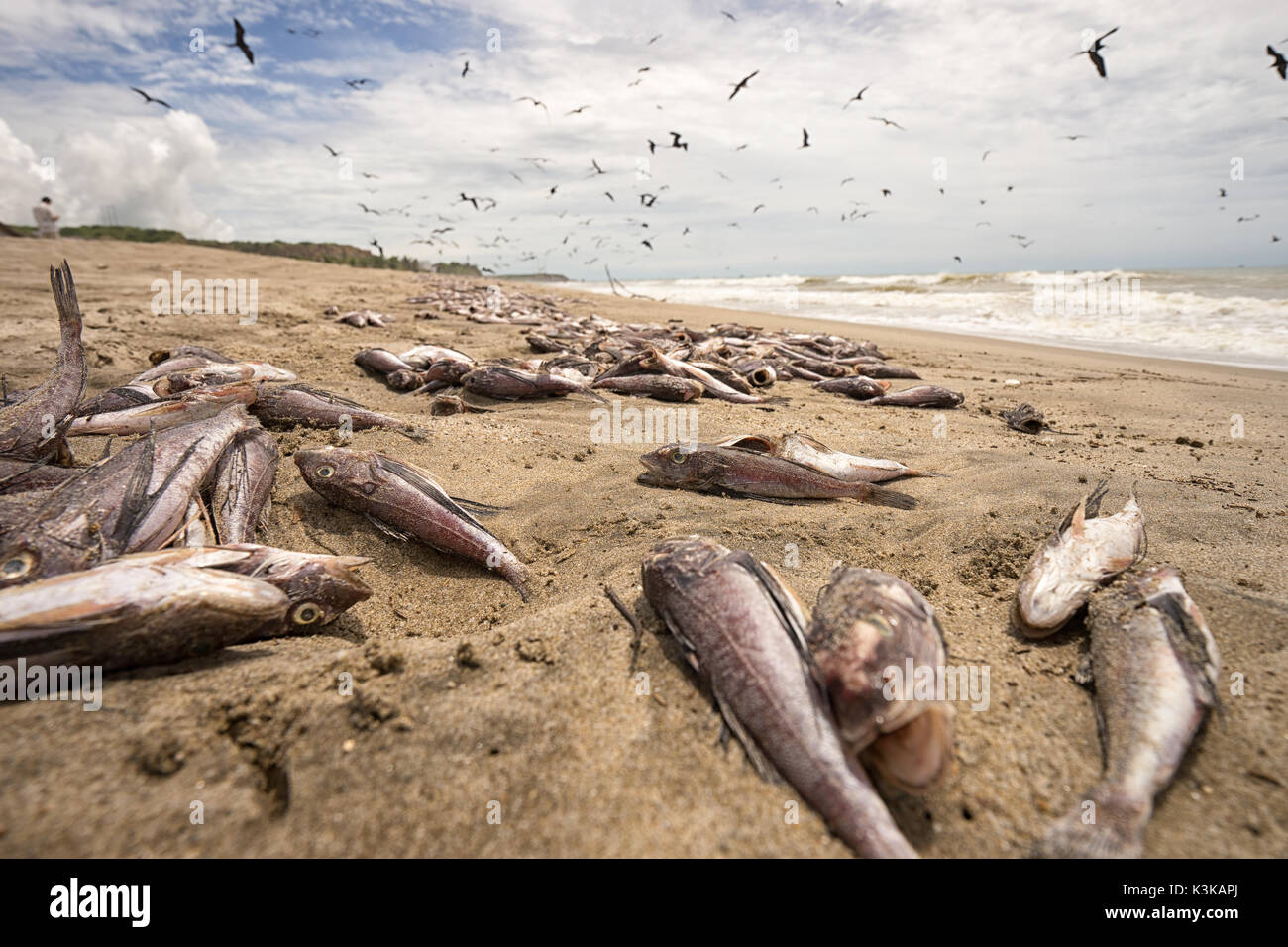 thousands of dead fish washed up on beach in Zorritos Peru Stock Photo ...