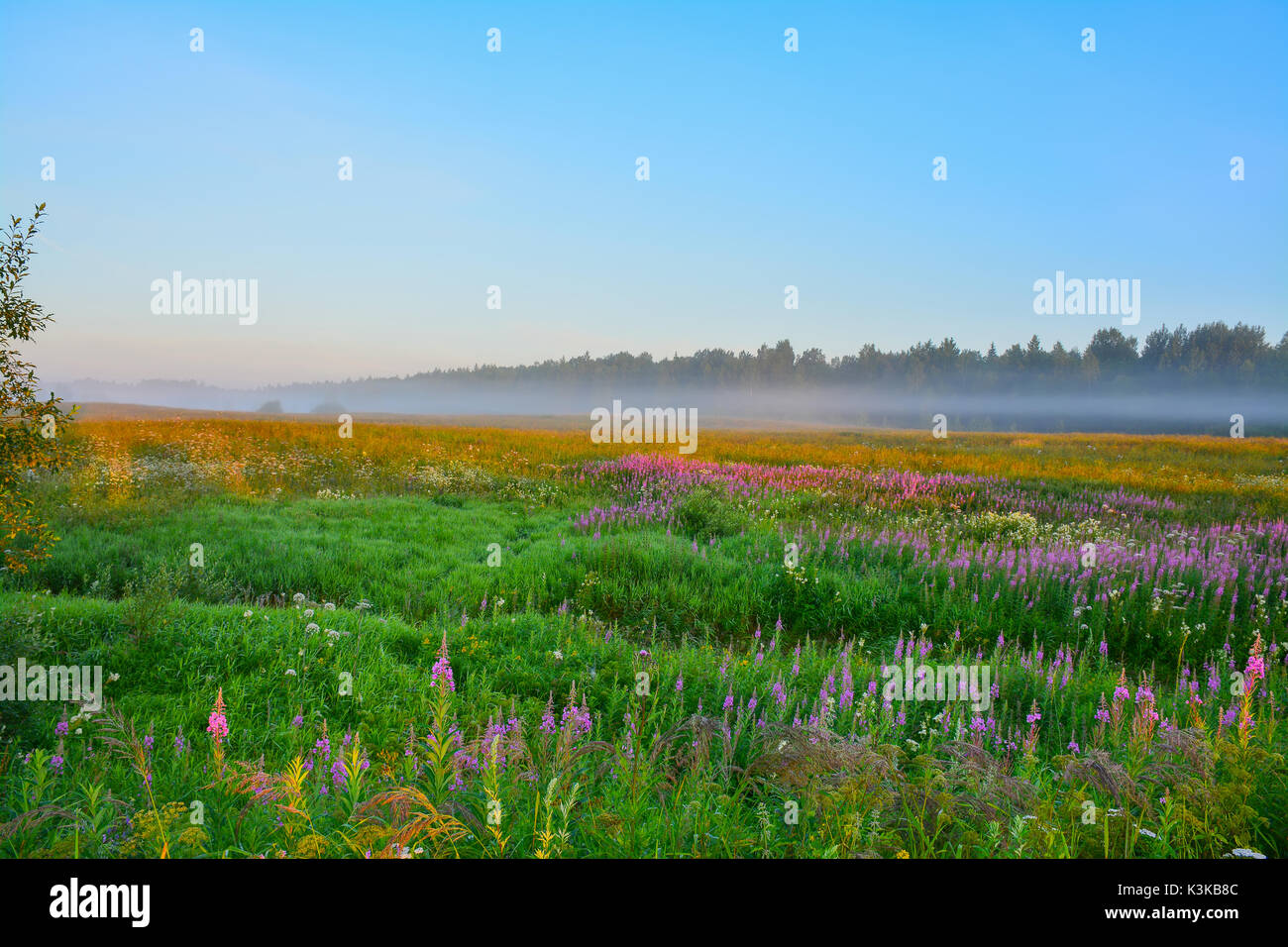 Summer dawn in the countryside Stock Photo - Alamy