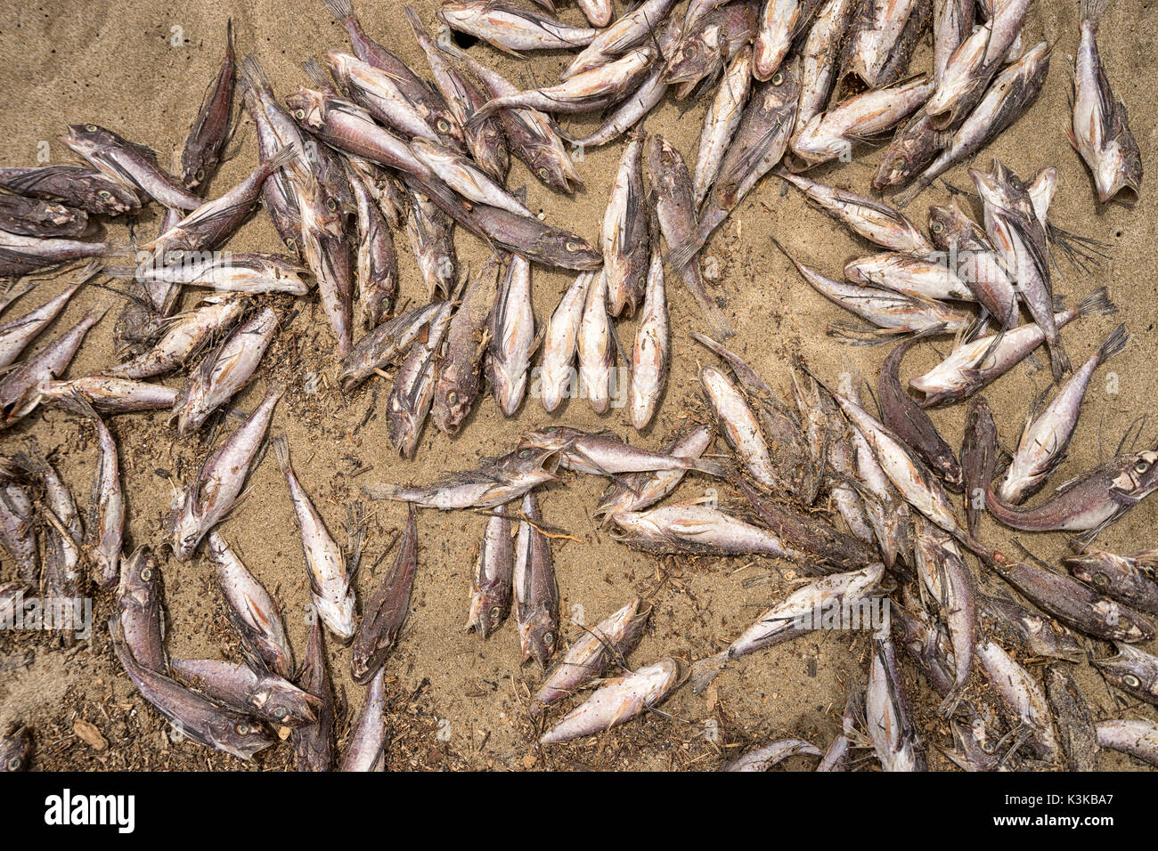 thousands of dead fish washed up in Zorritos Peru Stock Photo - Alamy