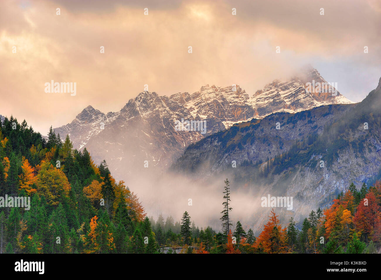 Mountain wood, single big conifer in front of the Laliderer Spitze in ...