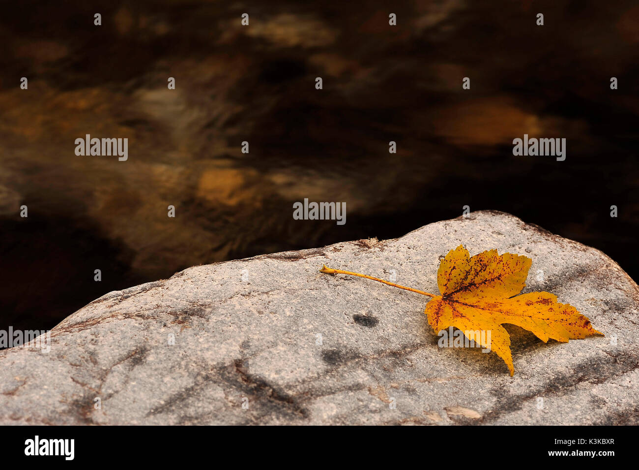 Stone maple leaf hi-res stock photography and images - Alamy