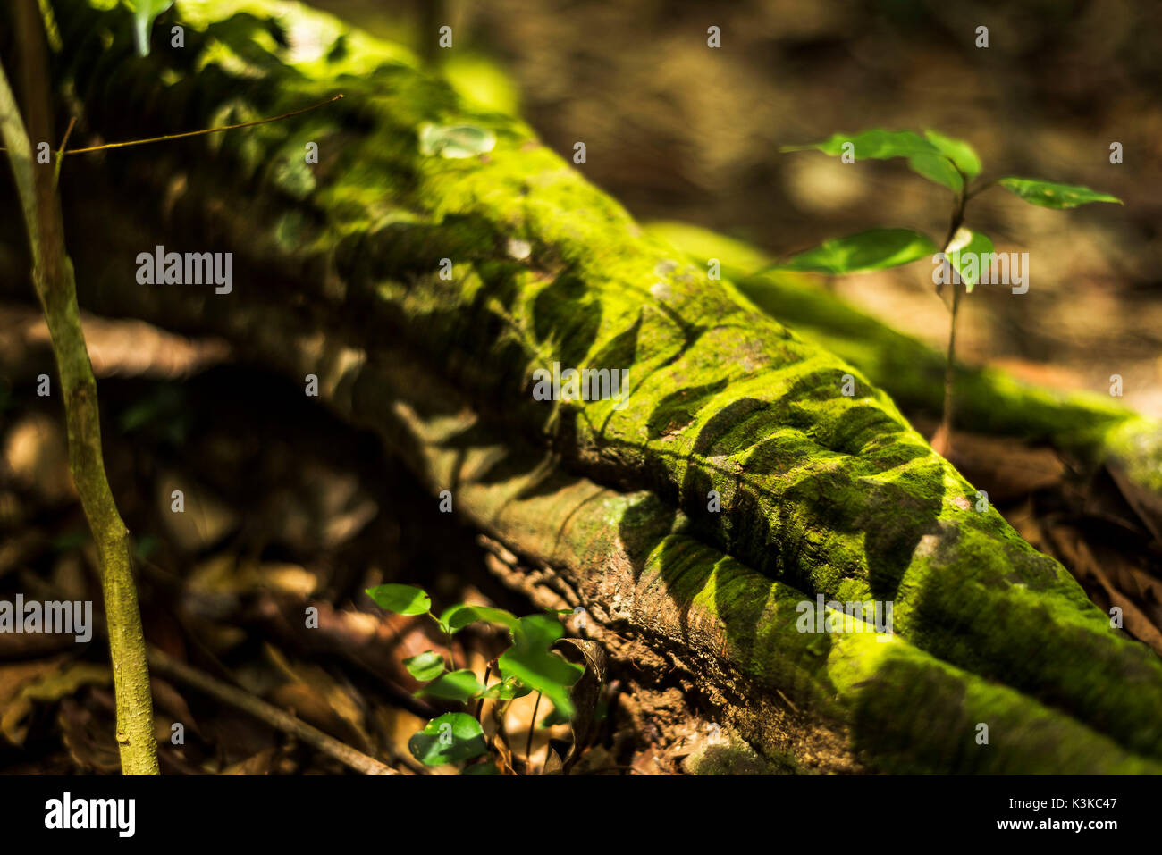 Shades of a tropical jungle plant on a thick mossyn root. Recorded ...