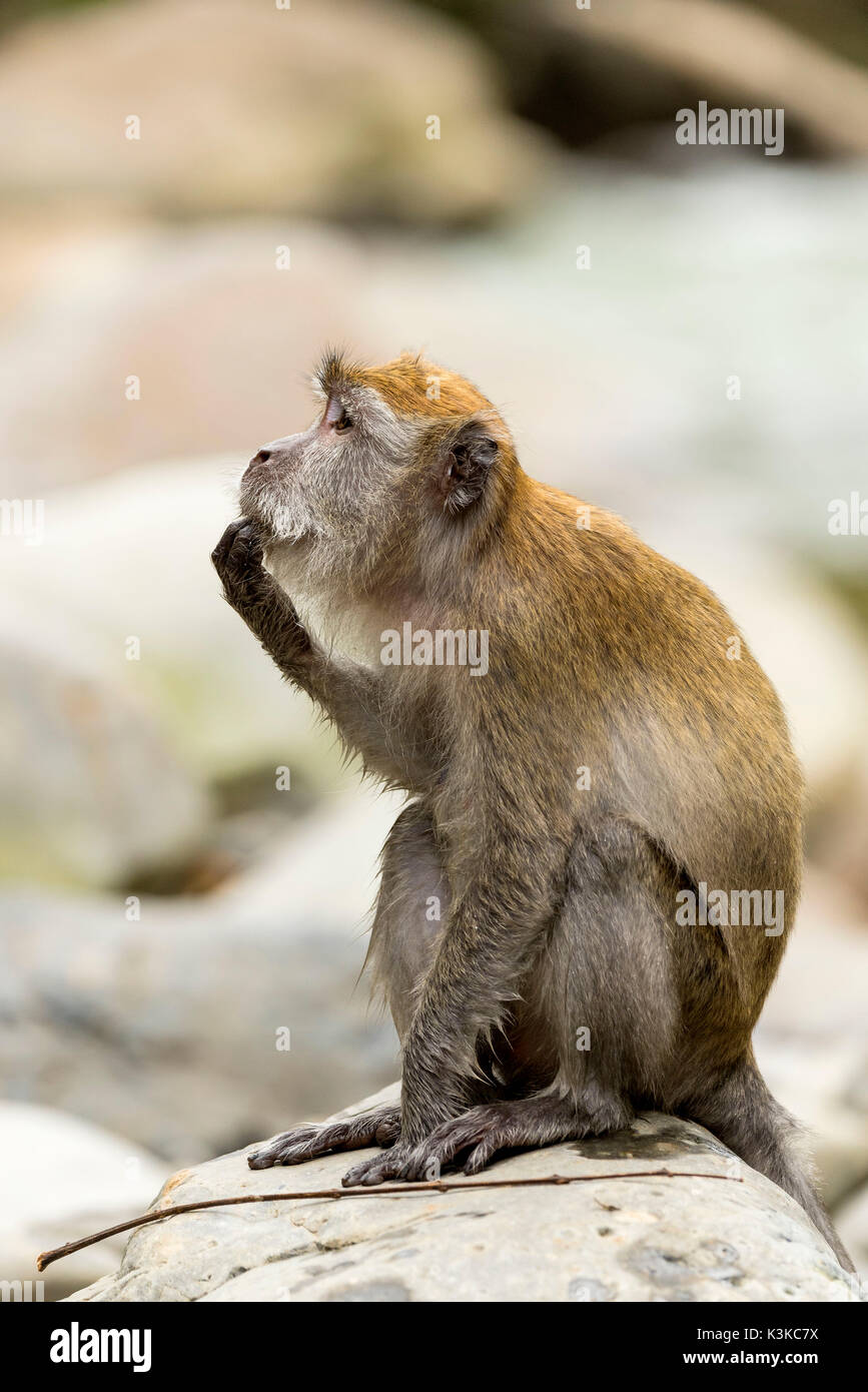 Makak hi-res stock photography and images - Alamy