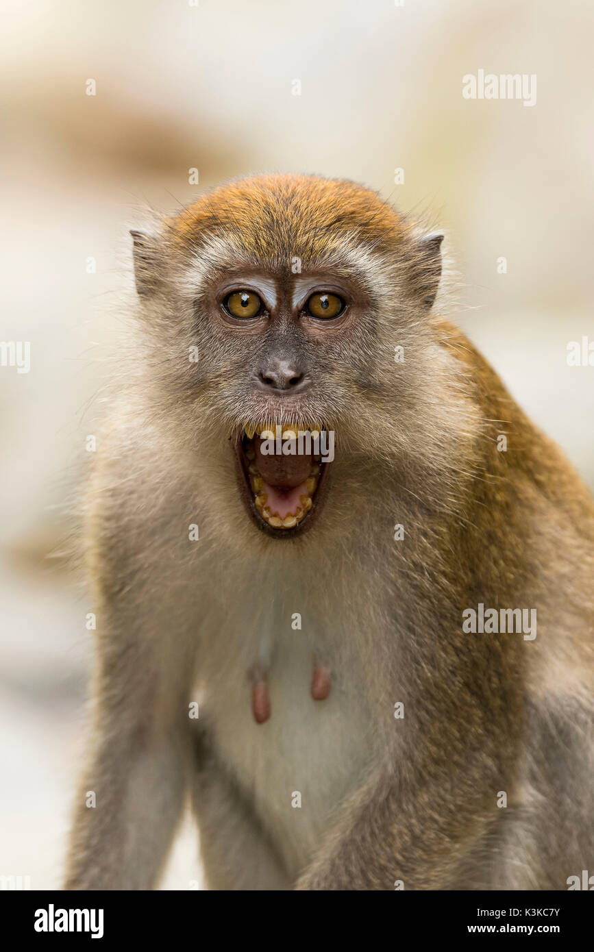 Makak hi-res stock photography and images - Alamy