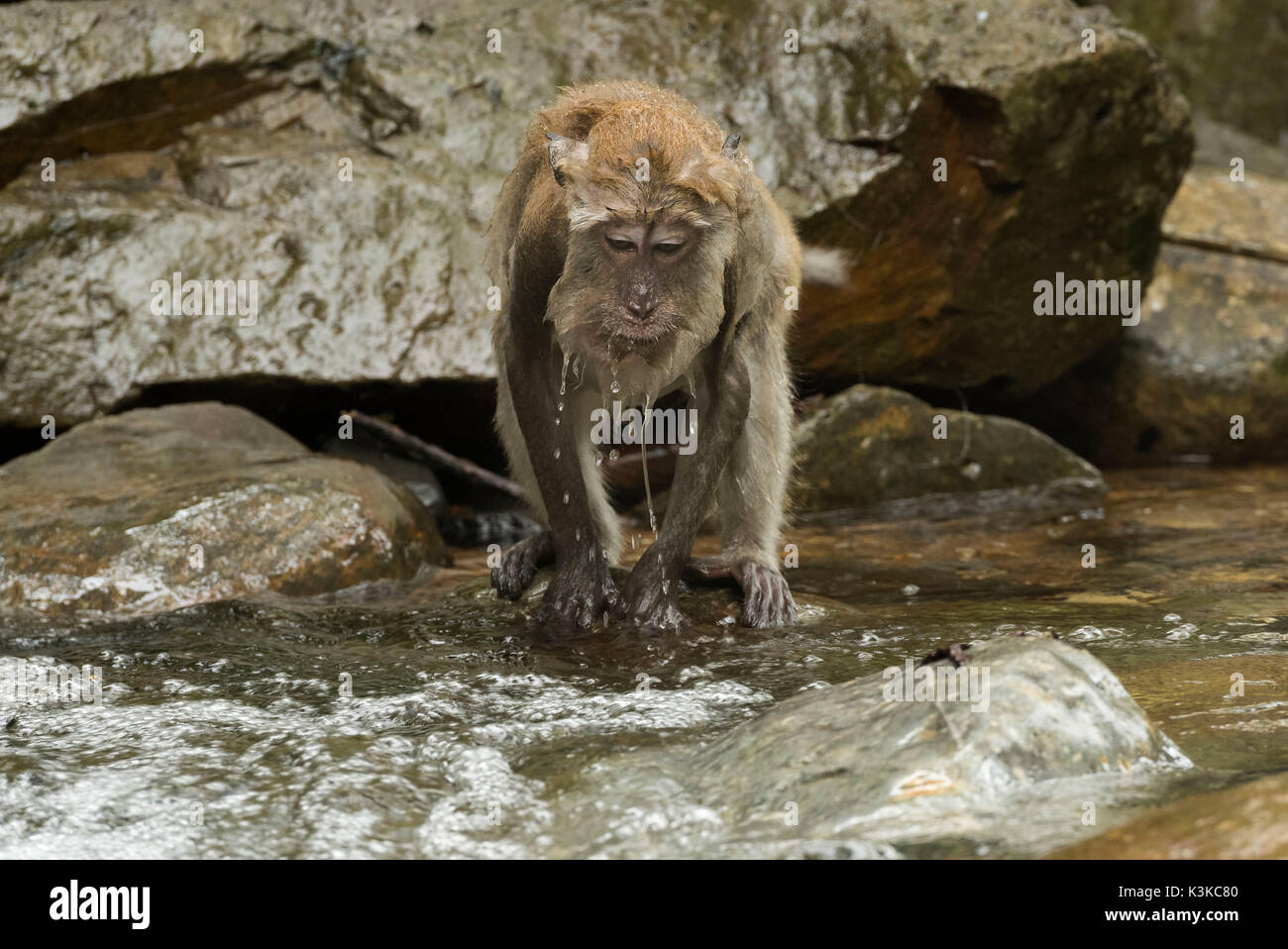 Makak hi-res stock photography and images - Alamy