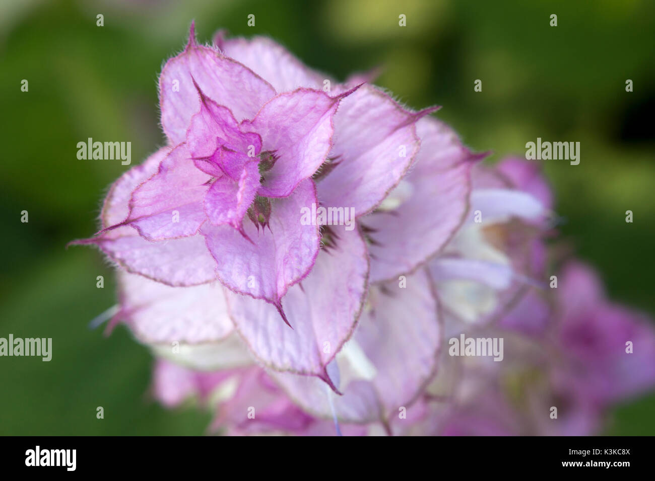 Strong smell hi-res stock photography and images - Alamy