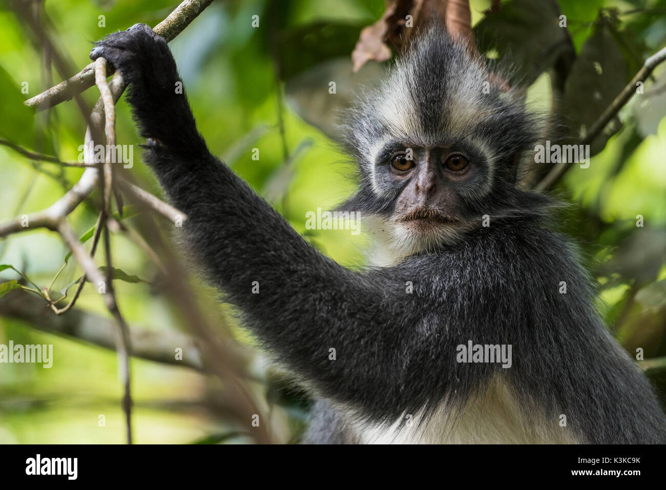 Mutzenlanguren hi-res stock photography and images - Alamy