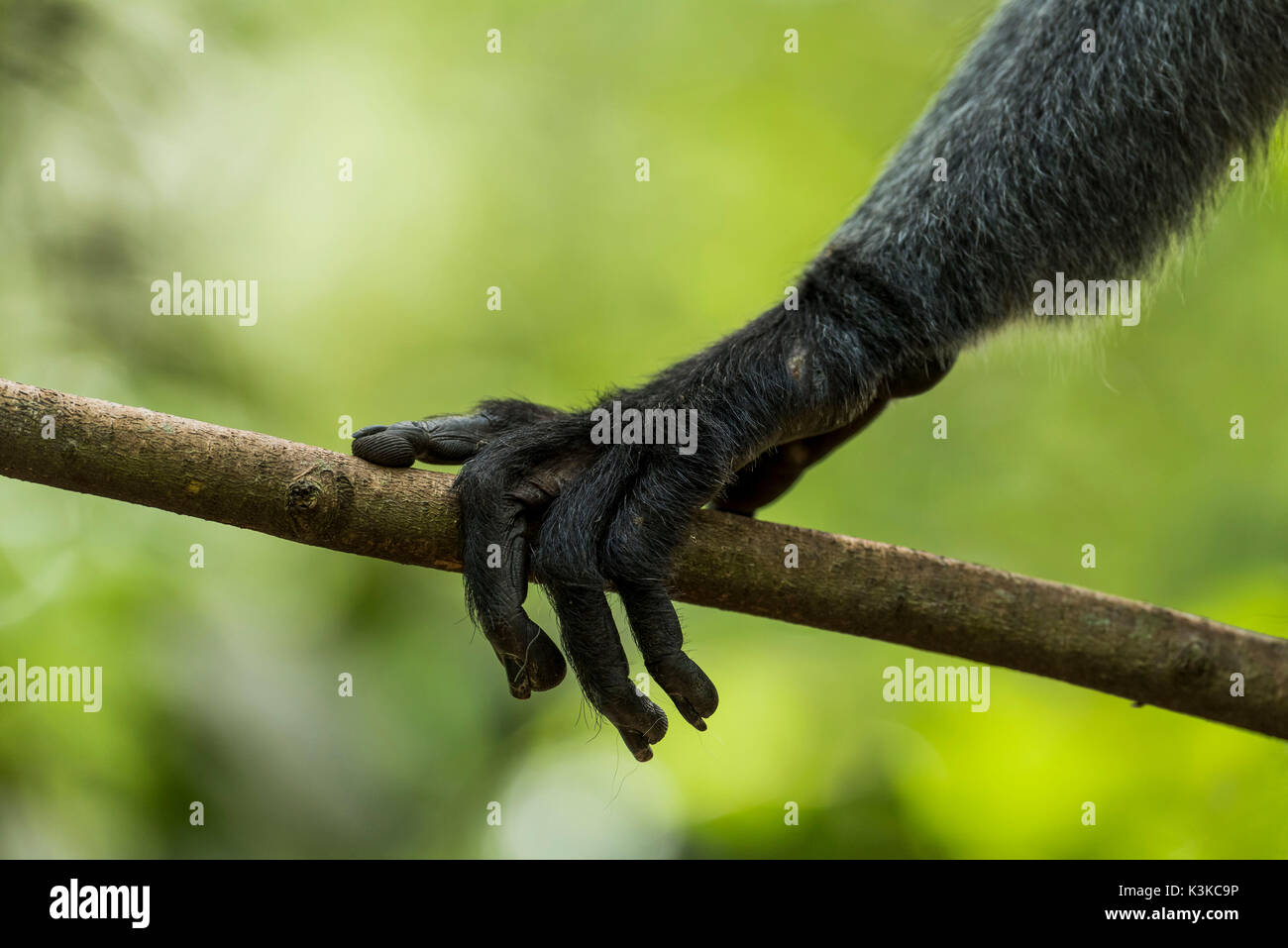 Hand of a Thomas-Langur (Presbytis thomasi) in a branch in the Gunung ...