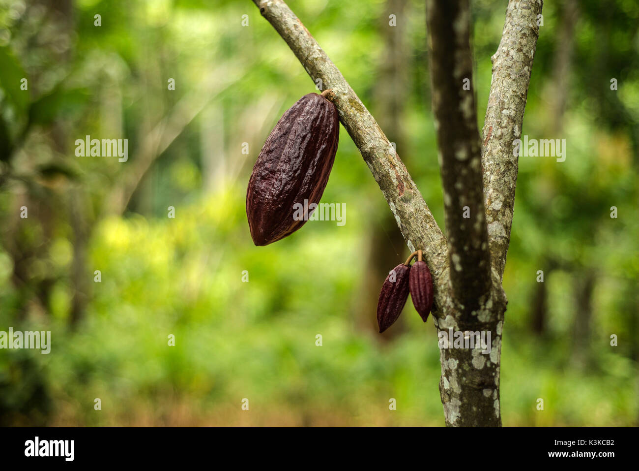 Cocoa fruit hi-res stock photography and images - Alamy