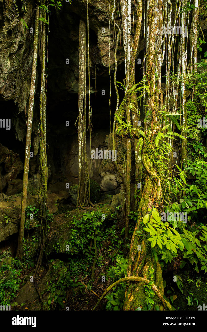Aerial roots of a tree at the entrance of a forked cave system of the ...